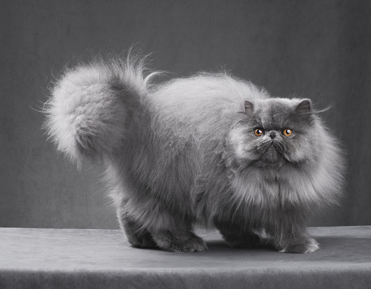 Cat Coats The Different Colors And Markings Letsgetpet