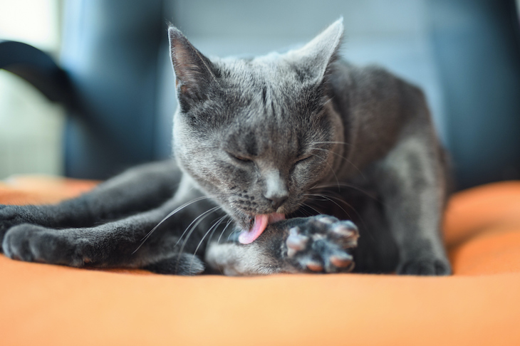 Why does my cat get scabs? - Letsgetpet Why does my cat get scabs? - Letsgetpet