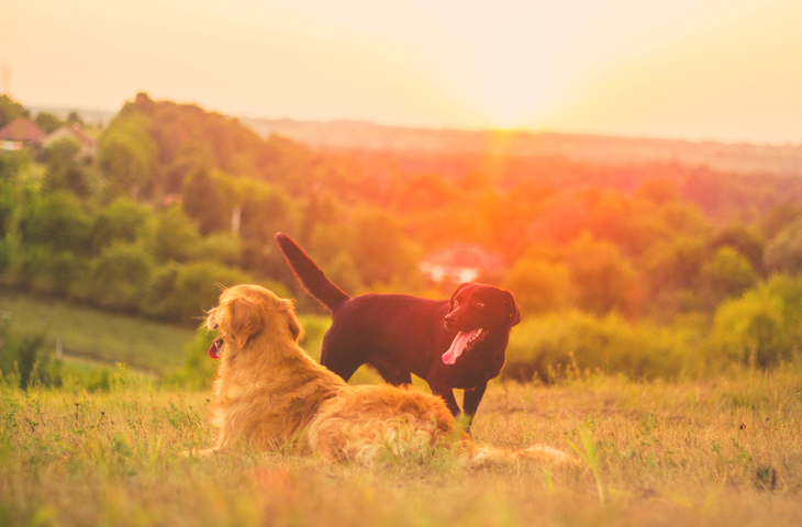 Differences between the Labrador Retriever and the Golden Retriever ...