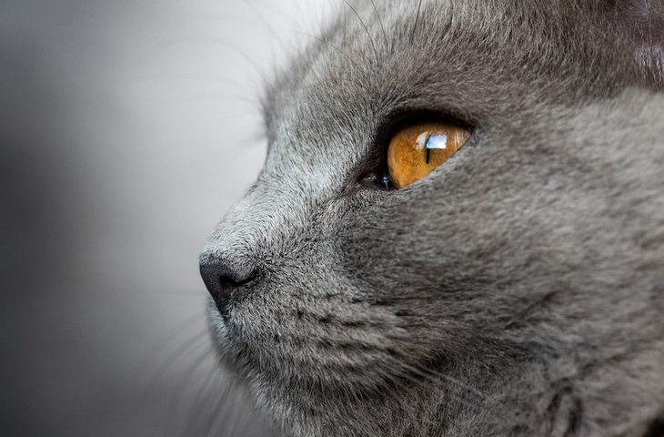5 magnificent gray cat breeds - Letsgetpet
